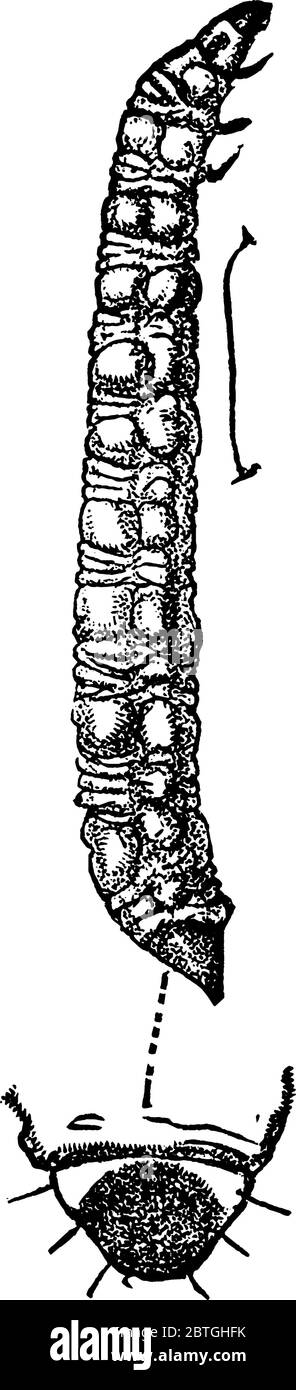 Segmented body of larvae of diacritical punctate species hi-res stock ...