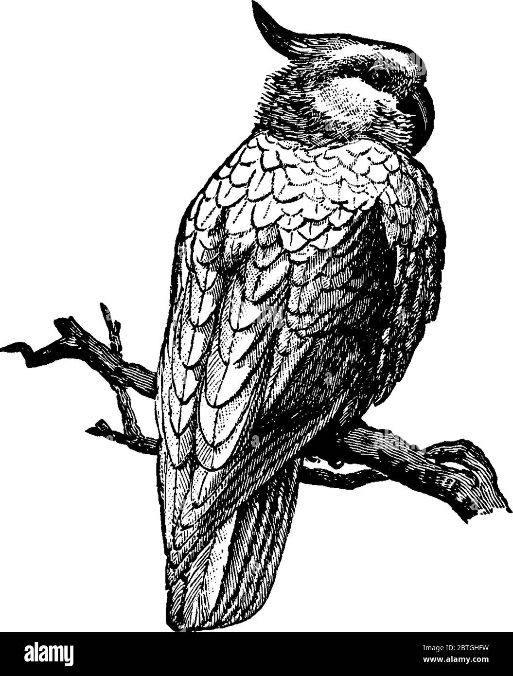 A cockatoo(Cacatuidae) is any of the 21 parrot species belonging to the ...