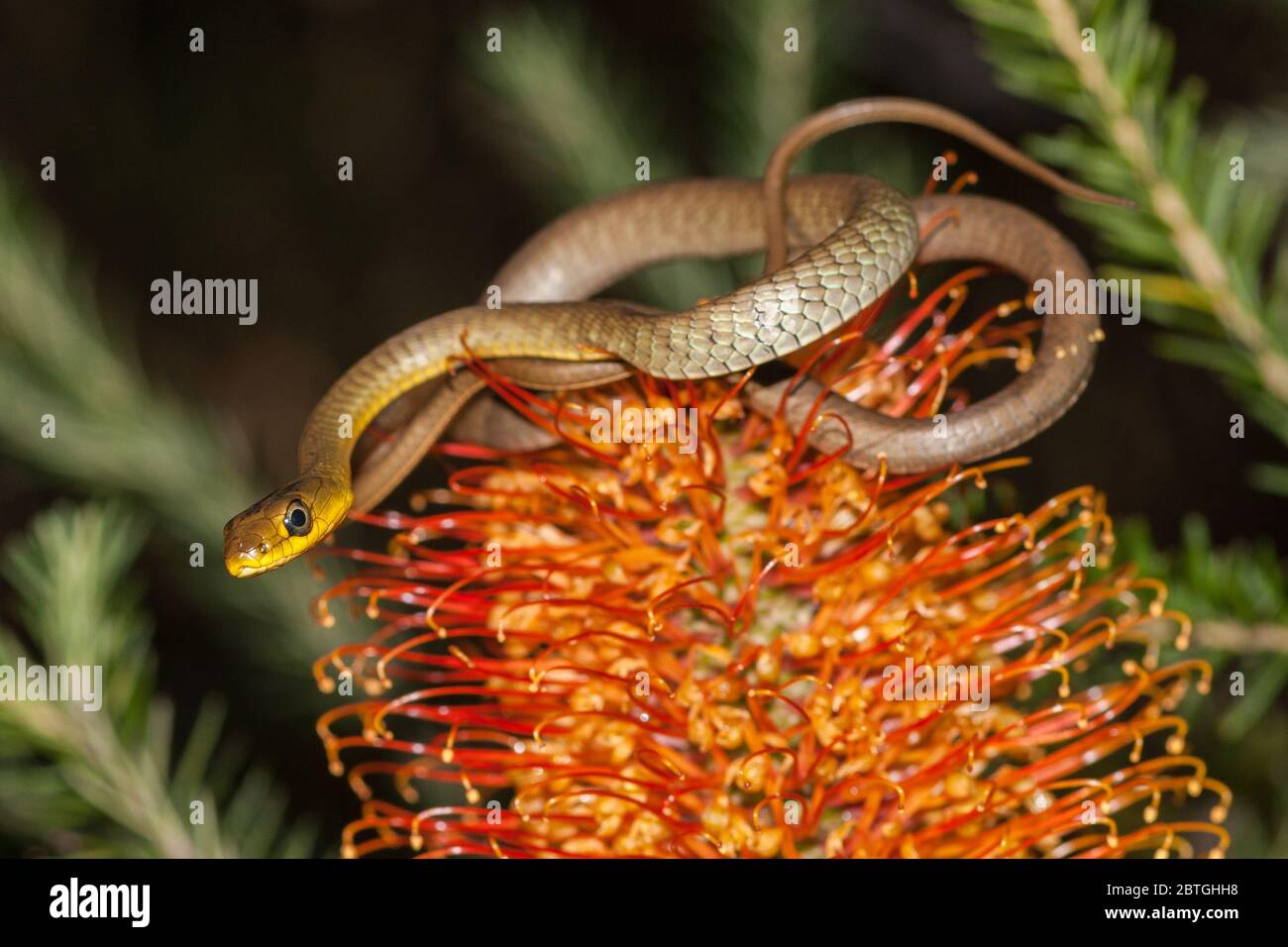 Common Tree Snake rresting on Hairpin Banksia Stock Photo - Alamy