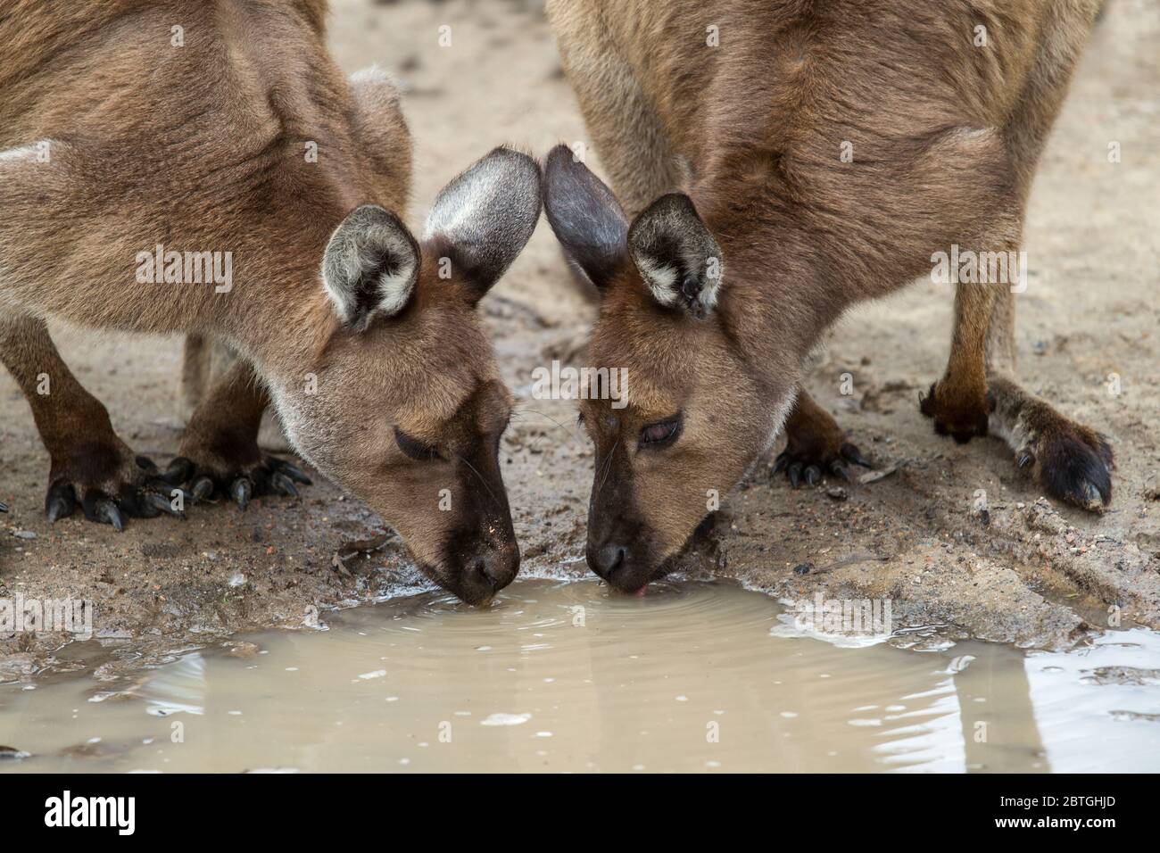 Baby Wallaroos