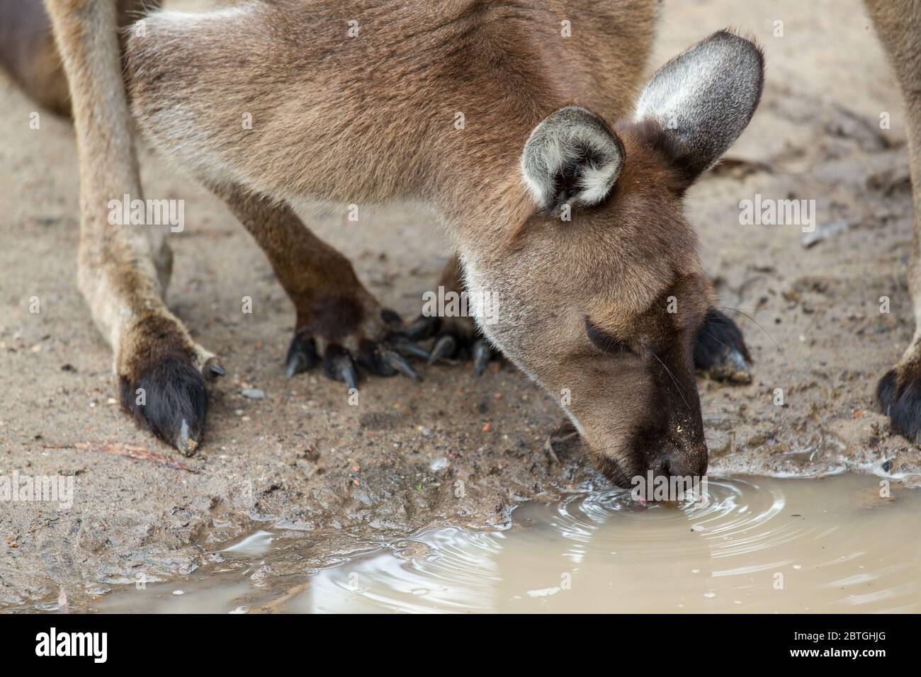 Macropus robustus euro wallaroo hi-res stock photography and images - Alamy