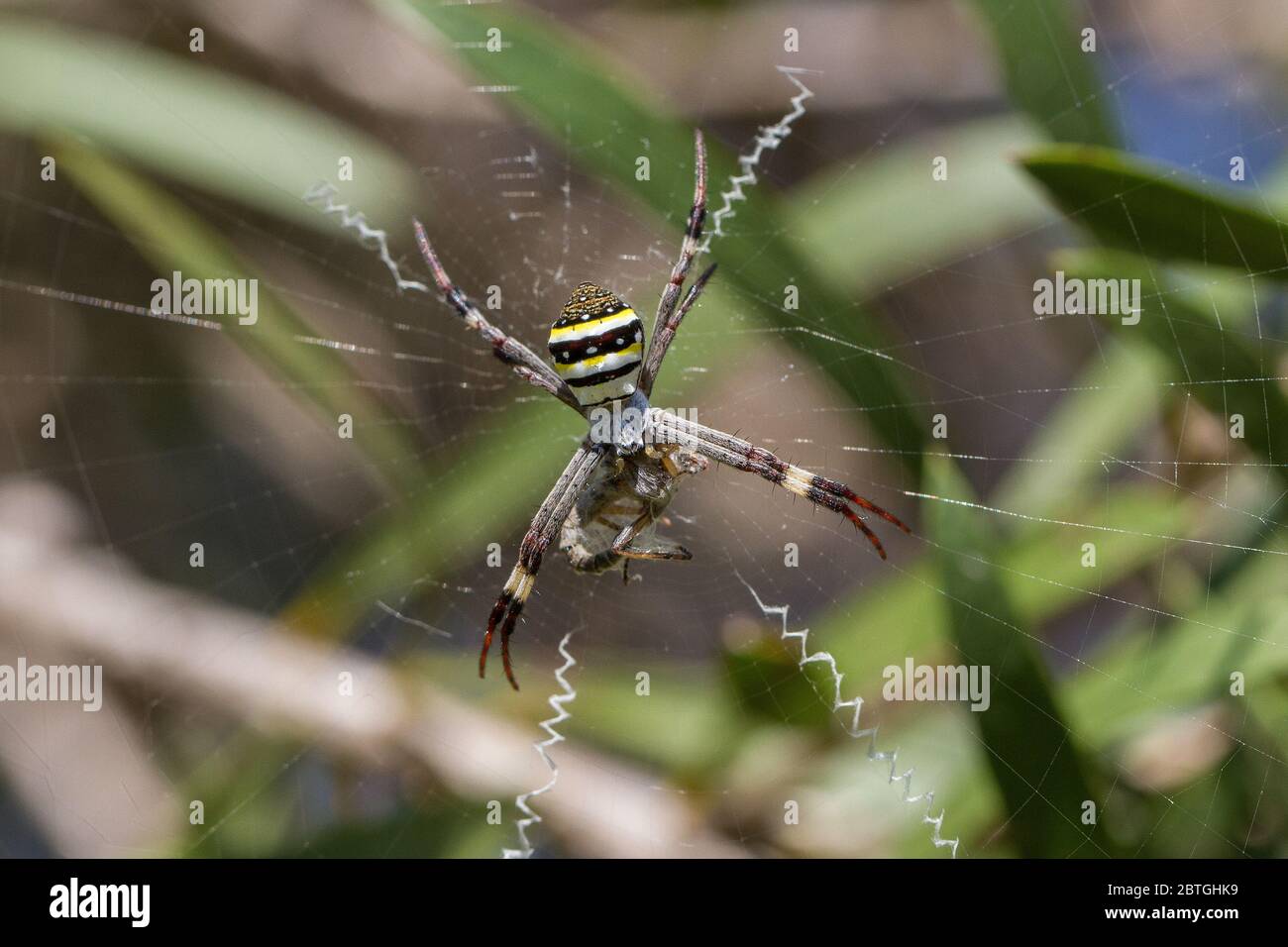 Saint Andrews Cross Spider with prey Stock Photo - Alamy