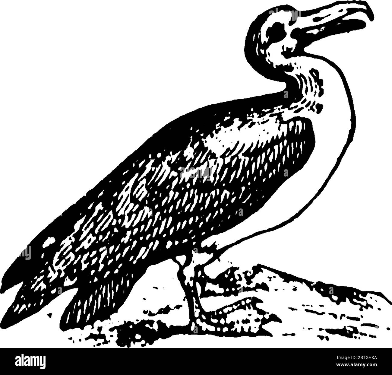 Illustration albatross hi-res stock photography and images - Alamy