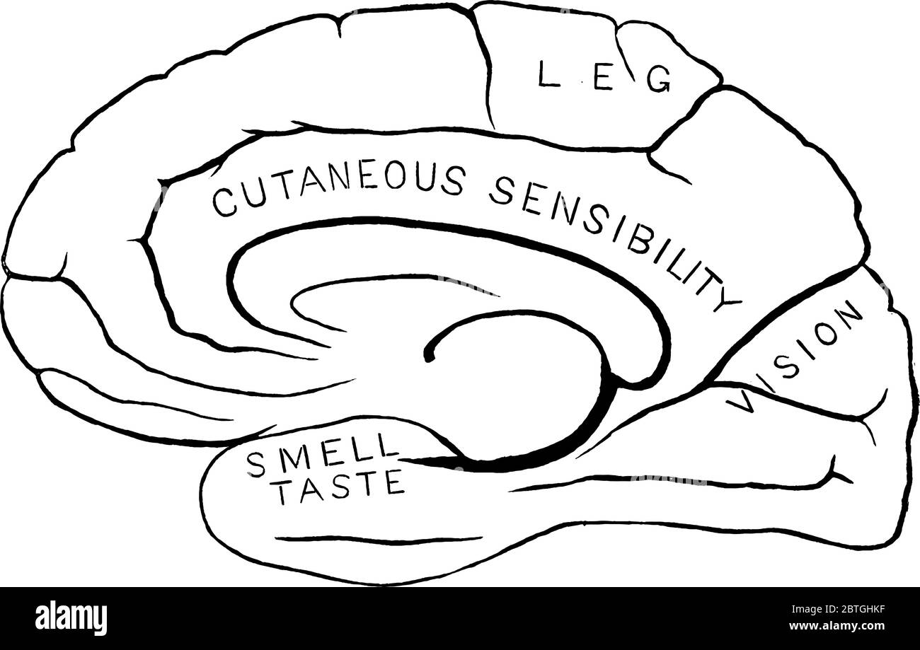 Diagram of side view of human brain illustrating area of taste, smell ...