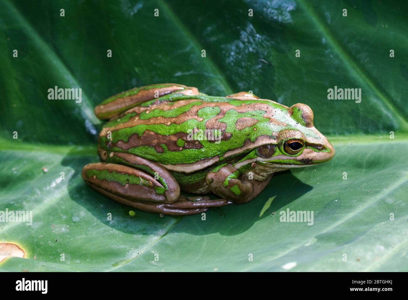 Green and Golden Bell Frog Stock Photo - Alamy