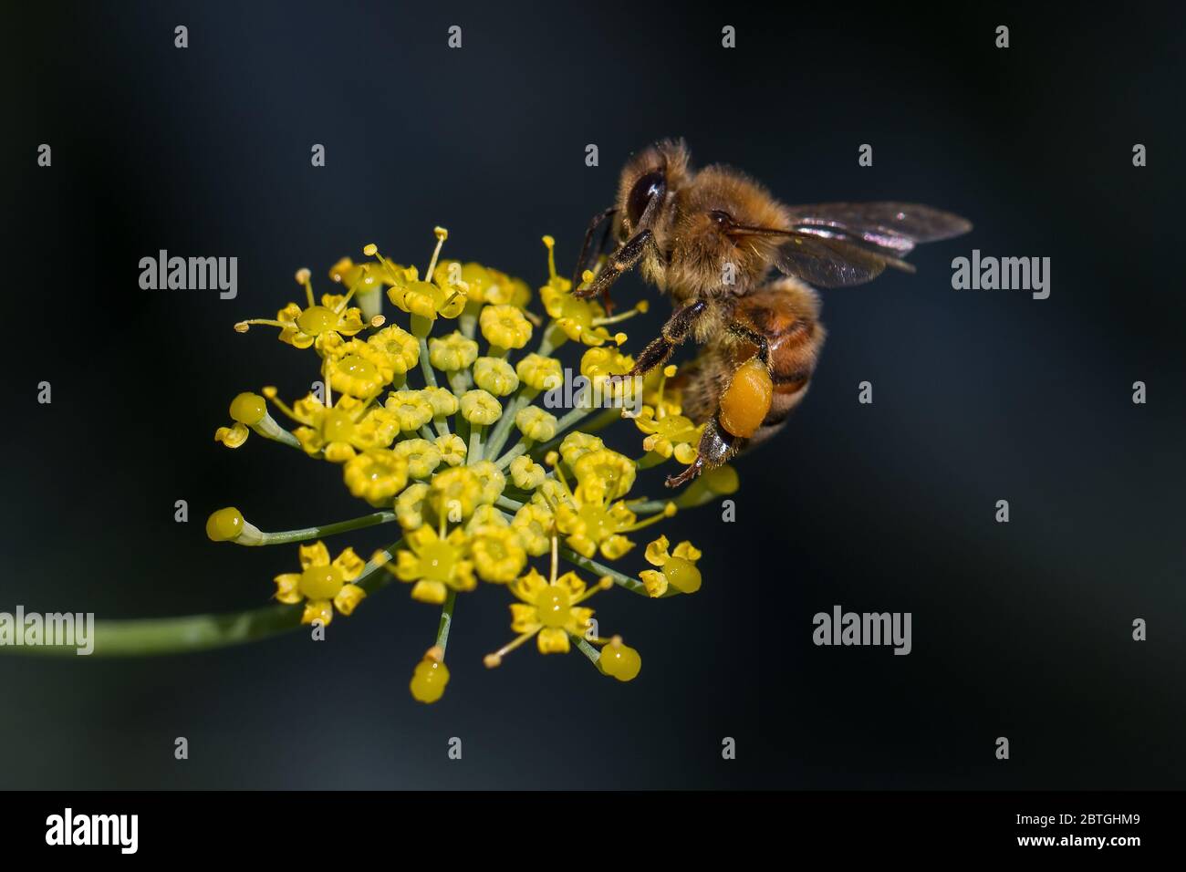 Honey bee collecting nectar from flower Stock Photo - Alamy