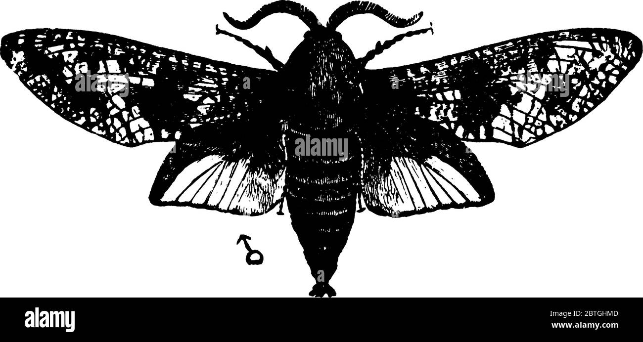The picture depicts the male goat moth, Prionoxystus robiniae species ...
