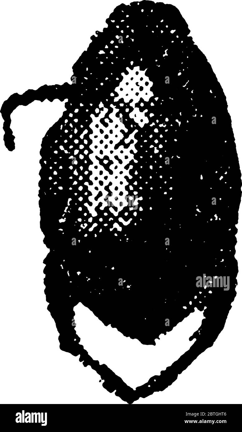 Beetle with spots Black and White Stock Photos & Images - Alamy