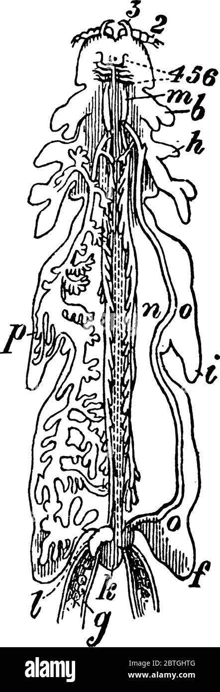 A typical representation of a fish lice, Copepod, a parasitic ...