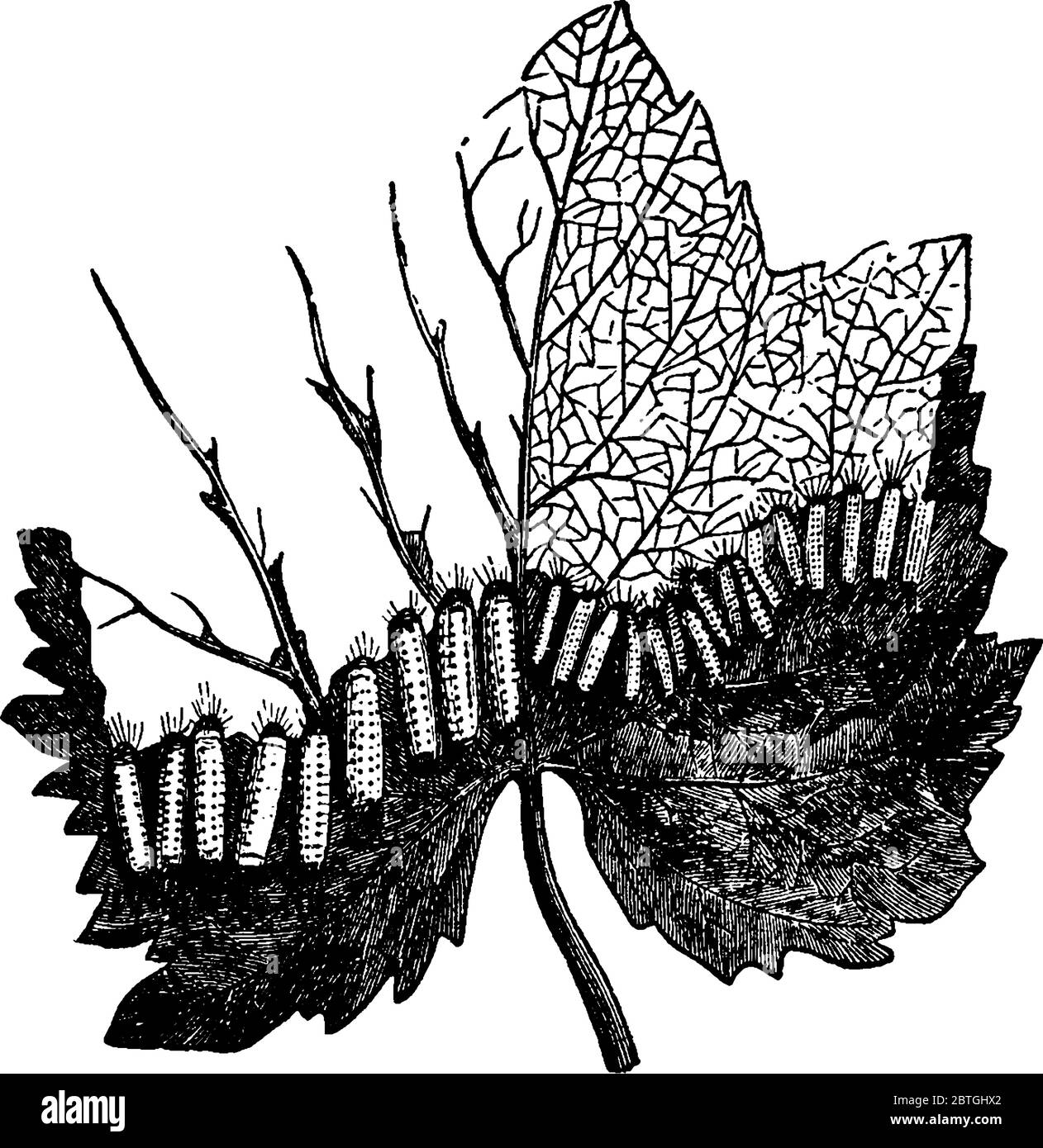 White gar Stock Vector Images - Alamy