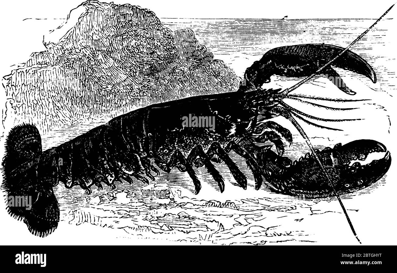 First crustacean Stock Vector Images - Alamy