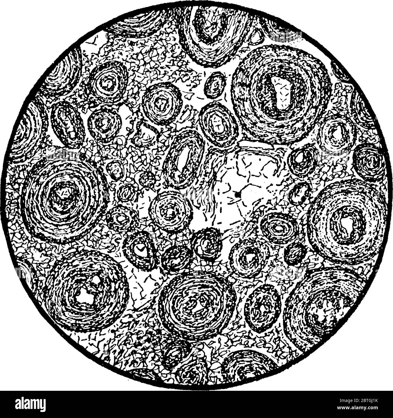 this diagram shows Jurassic oolite. Oolite is a sedimentary rock formed ...