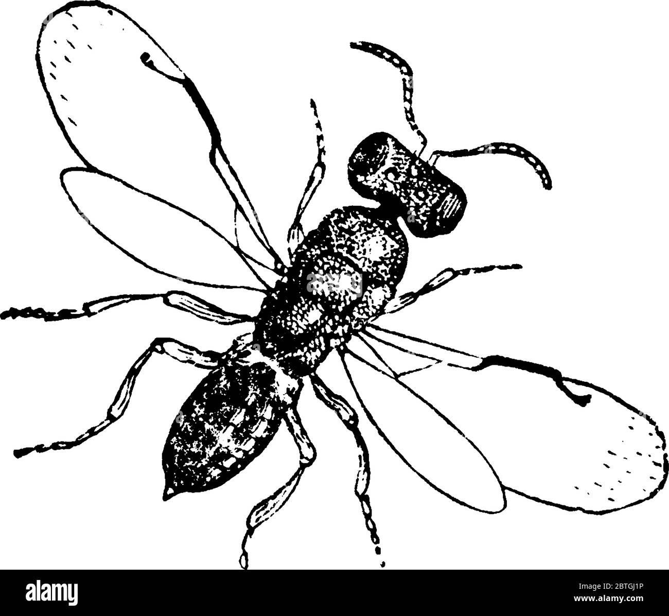 Winged male ant Stock Vector Images - Alamy