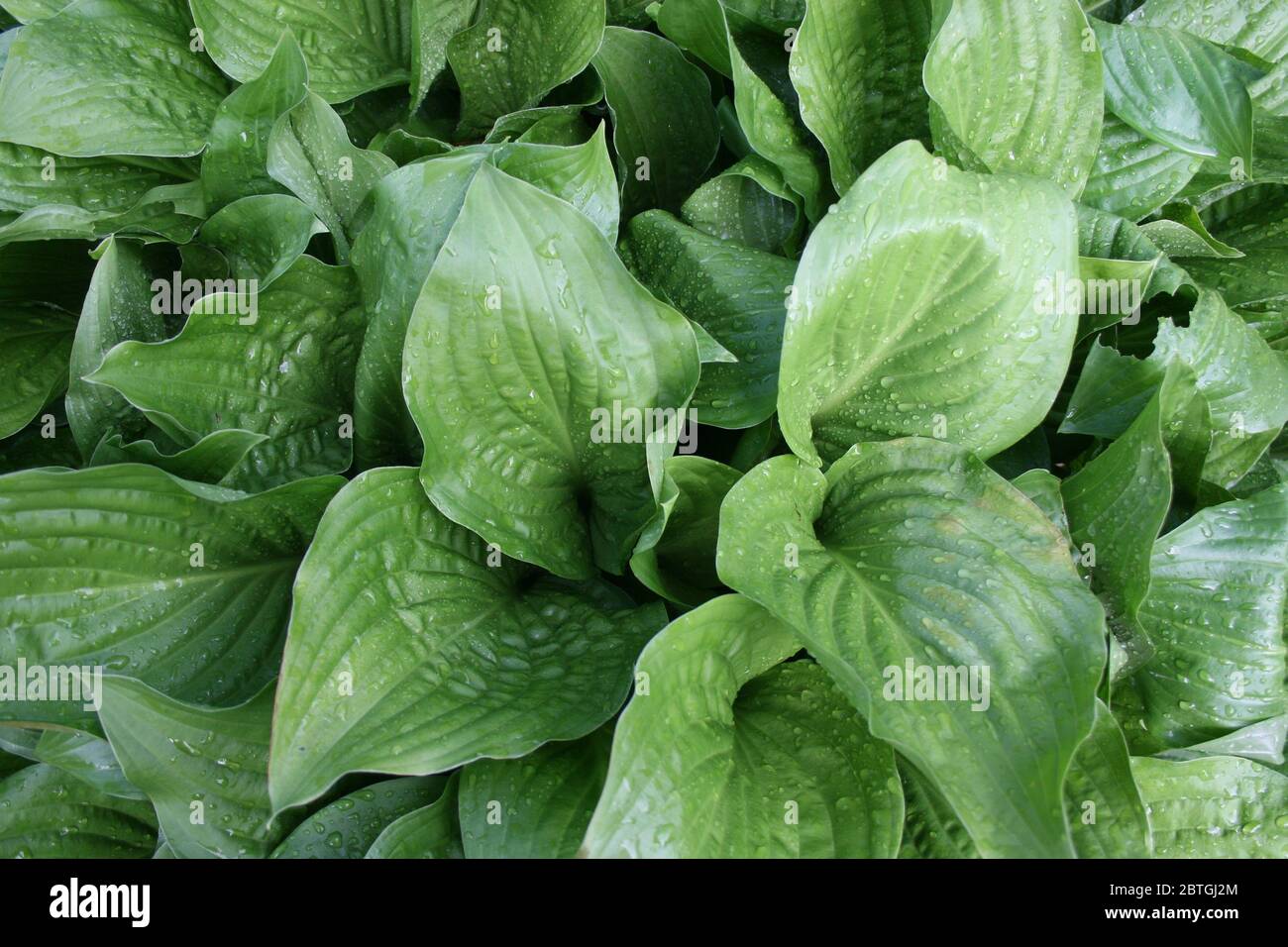 Hastas hi-res stock photography and images - Alamy