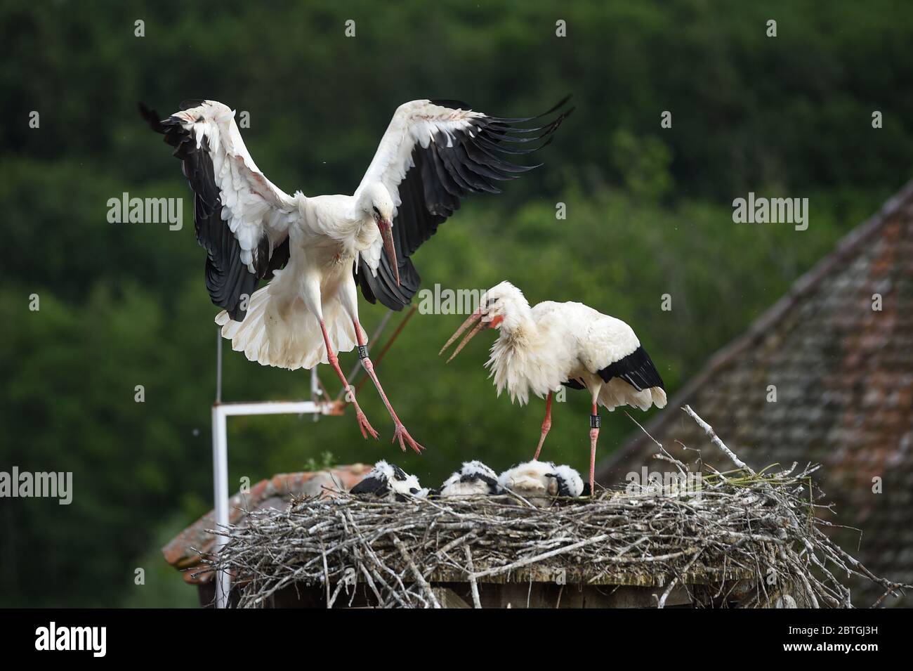 Salem, Germany. 18th May, 2020. A stork lands on its eyrie, where its ...