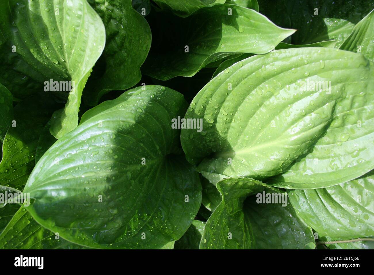 Hastas hi-res stock photography and images - Alamy