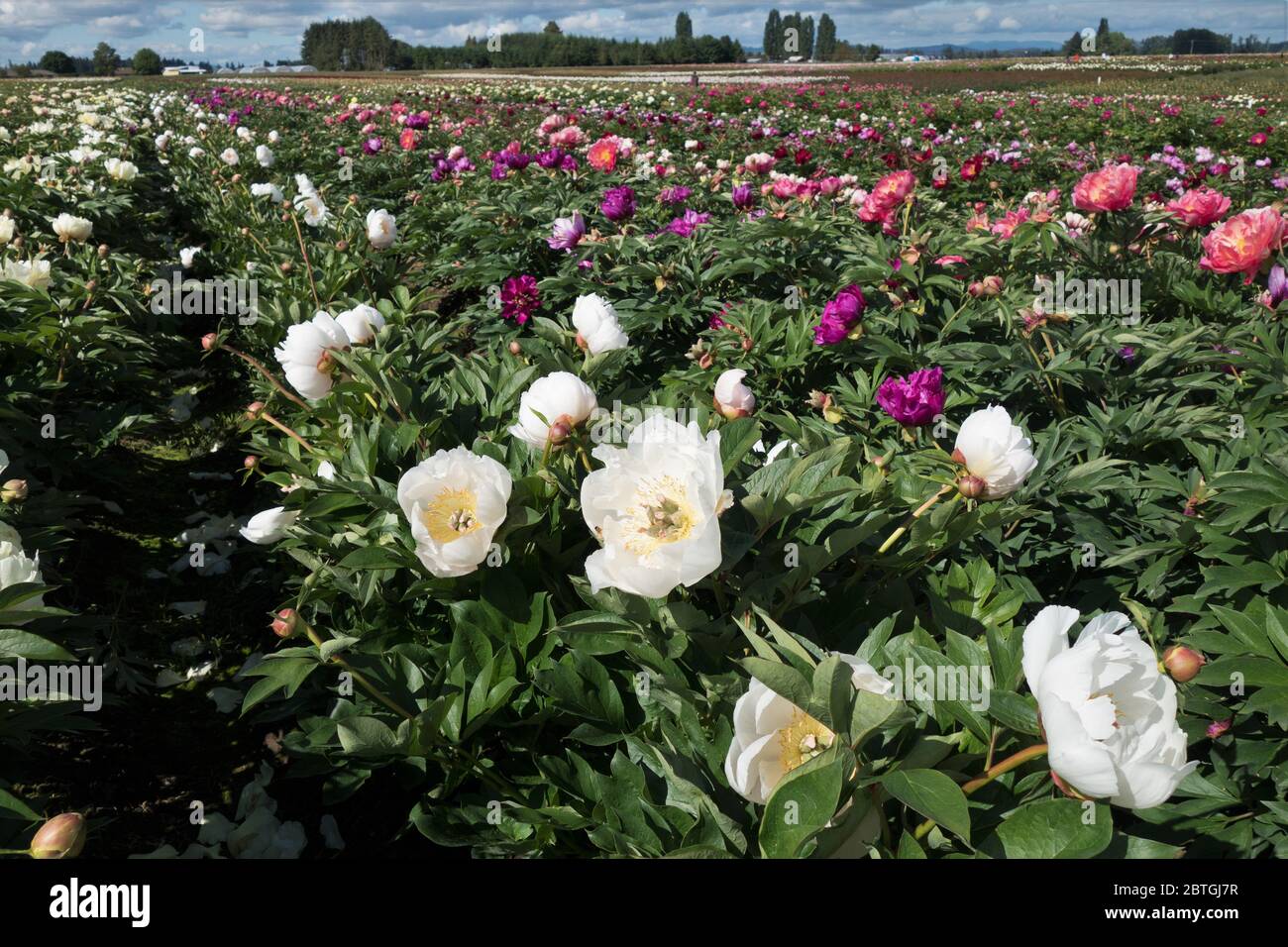 Peony field adelman peony garden hi-res stock photography and images ...