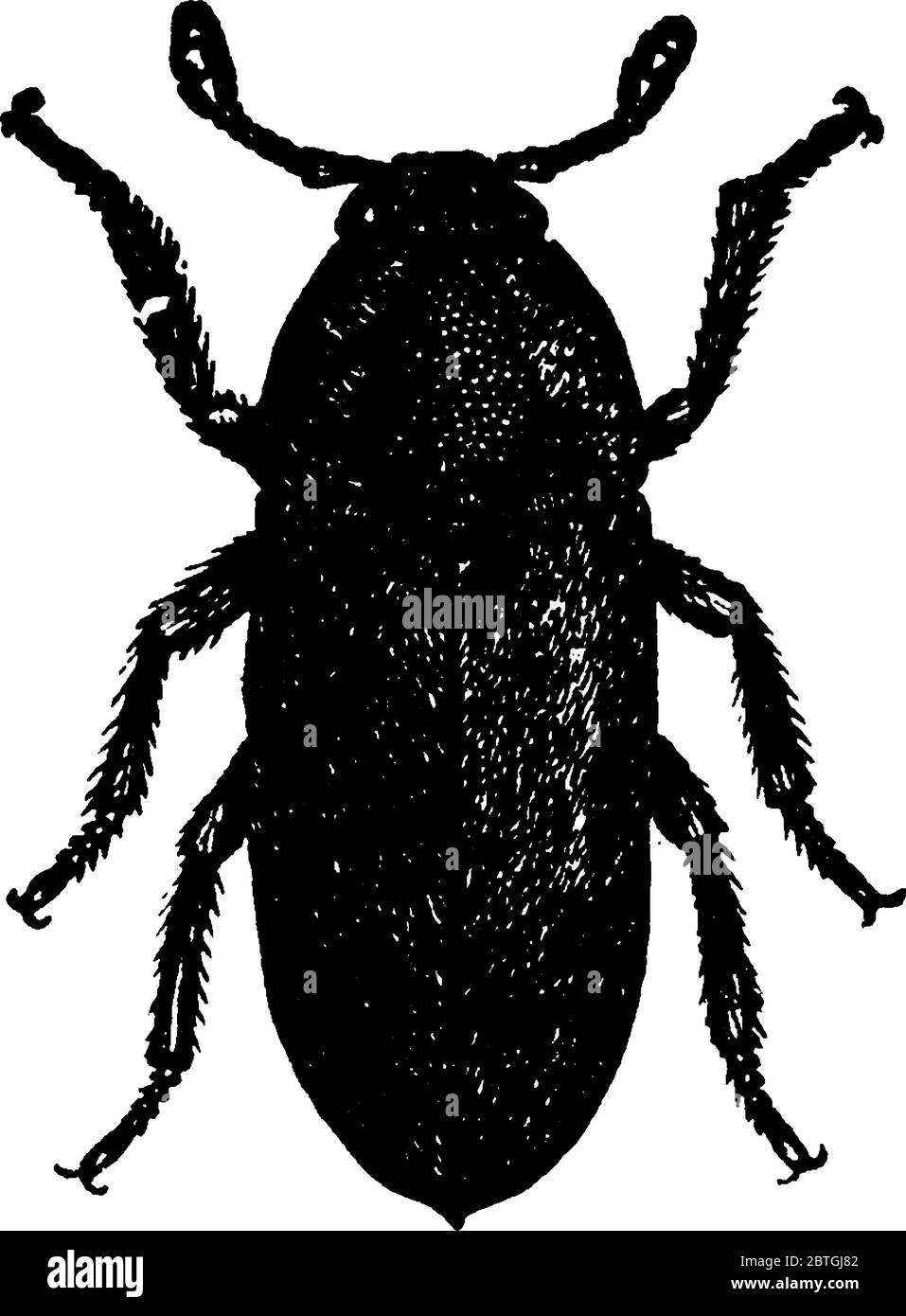 Leather Beetle is a small beetle which grow up to an inch and half long ...