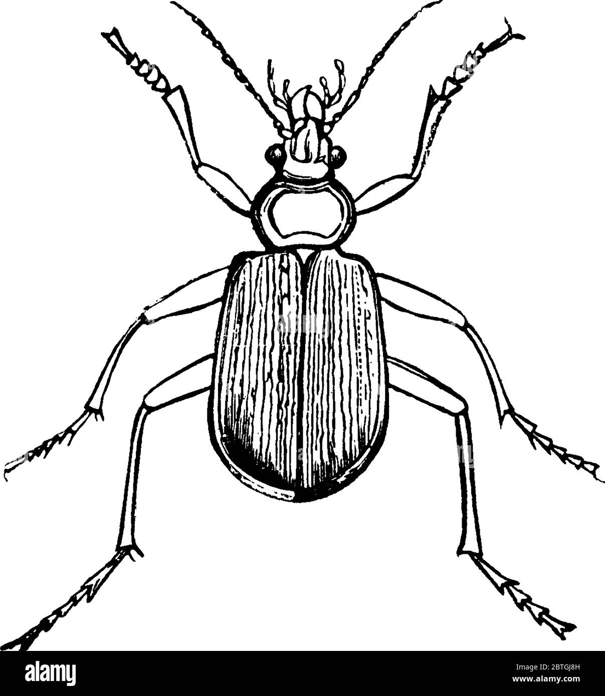 Tiger Beetle are large species of beetles having high speed and ...