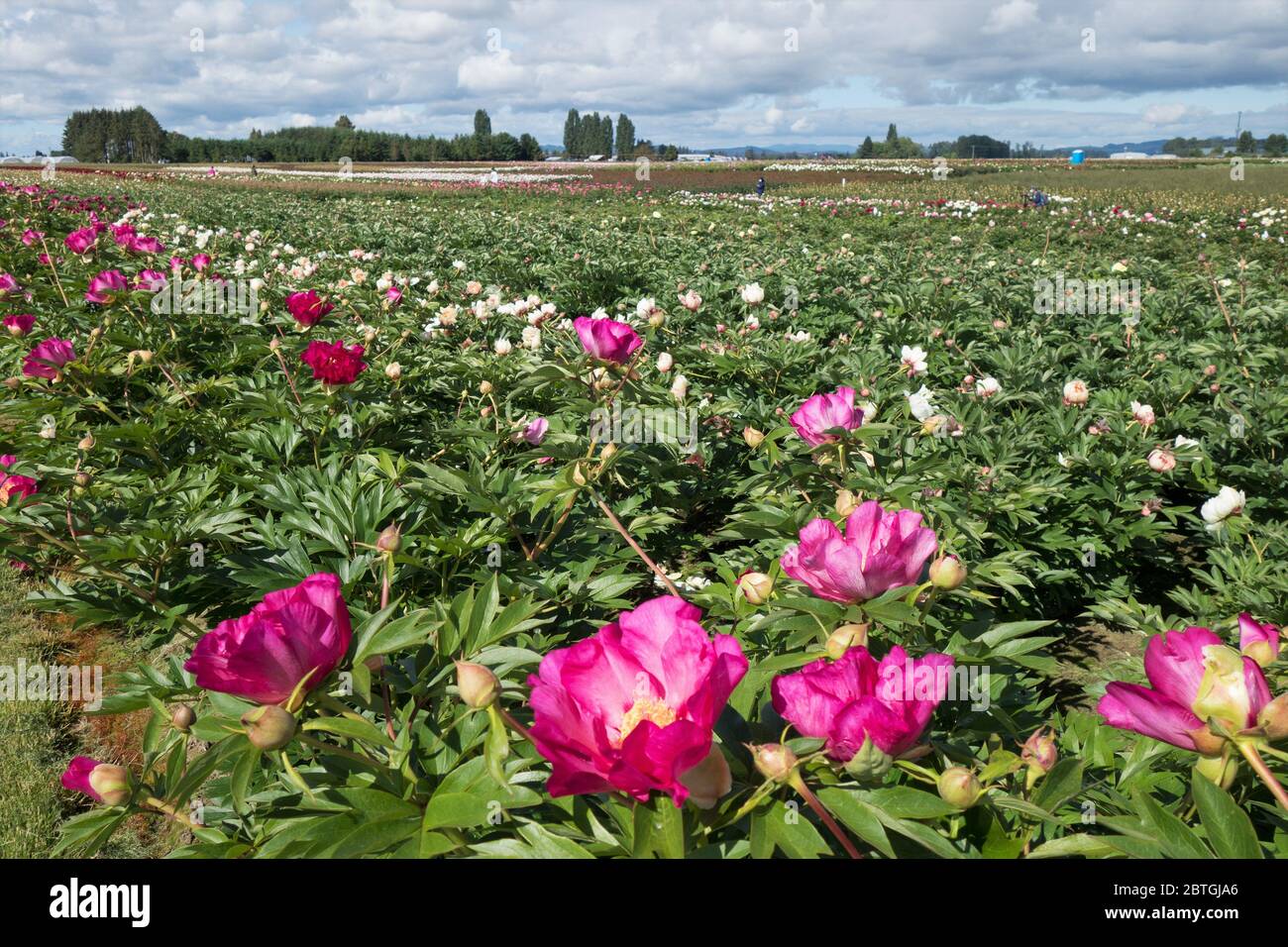 Adelman peony garden hi-res stock photography and images - Alamy