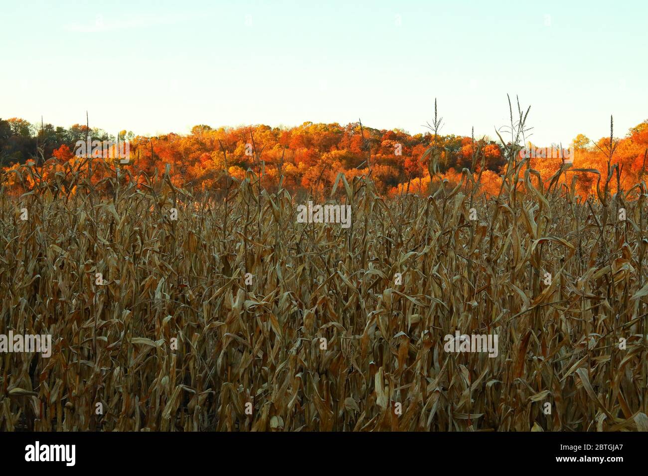 Fall Corn Field Stock Photo - Alamy