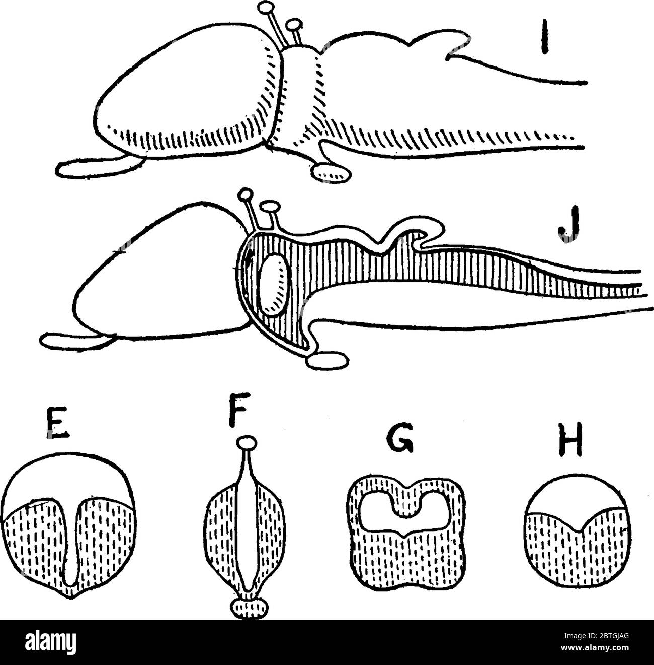Transverse f Stock Vector Images - Alamy