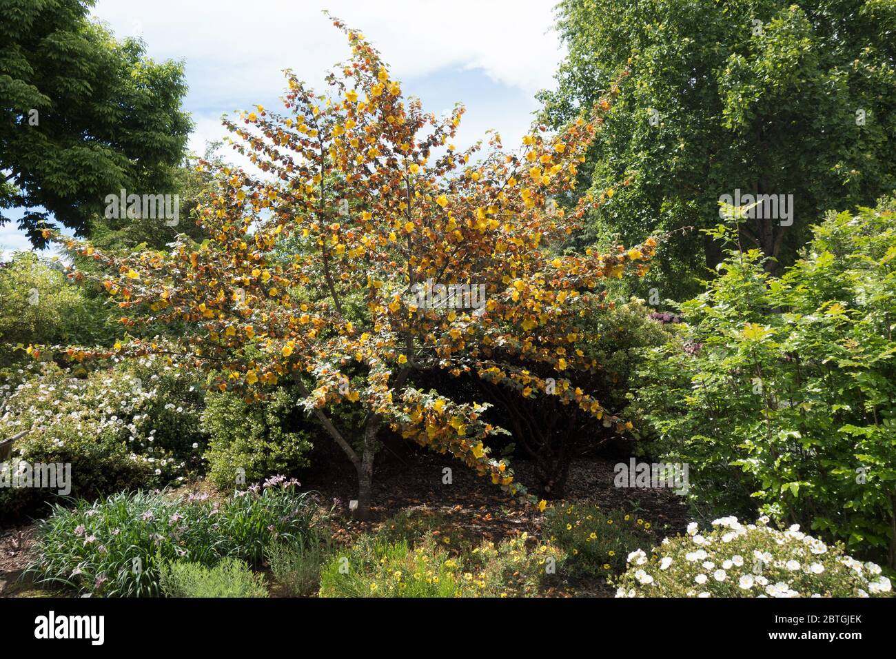 Fremontodendron californicum hi-res stock photography and images - Alamy