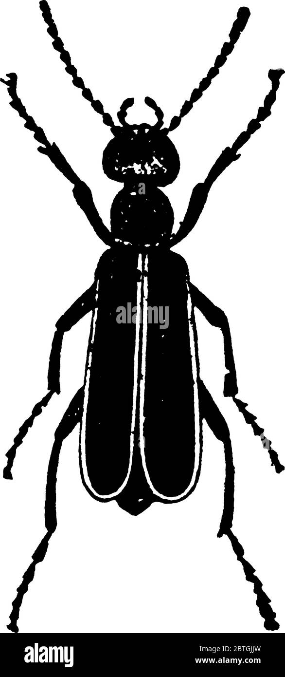 Blister Beetle belongs to family Meloidae , vintage line drawing or ...