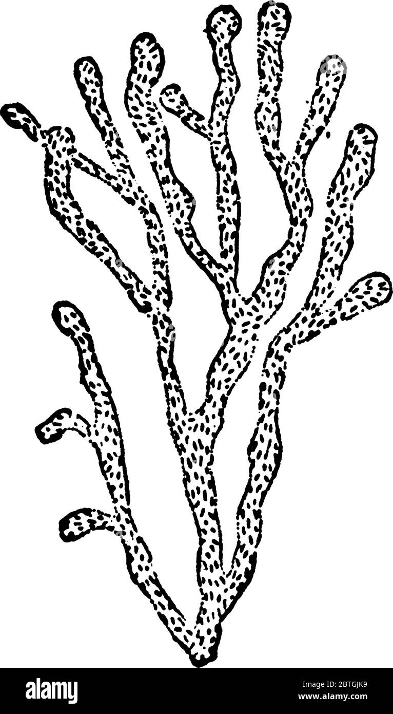 A typical representation of the colonies of Myconostoc enveloped in ...