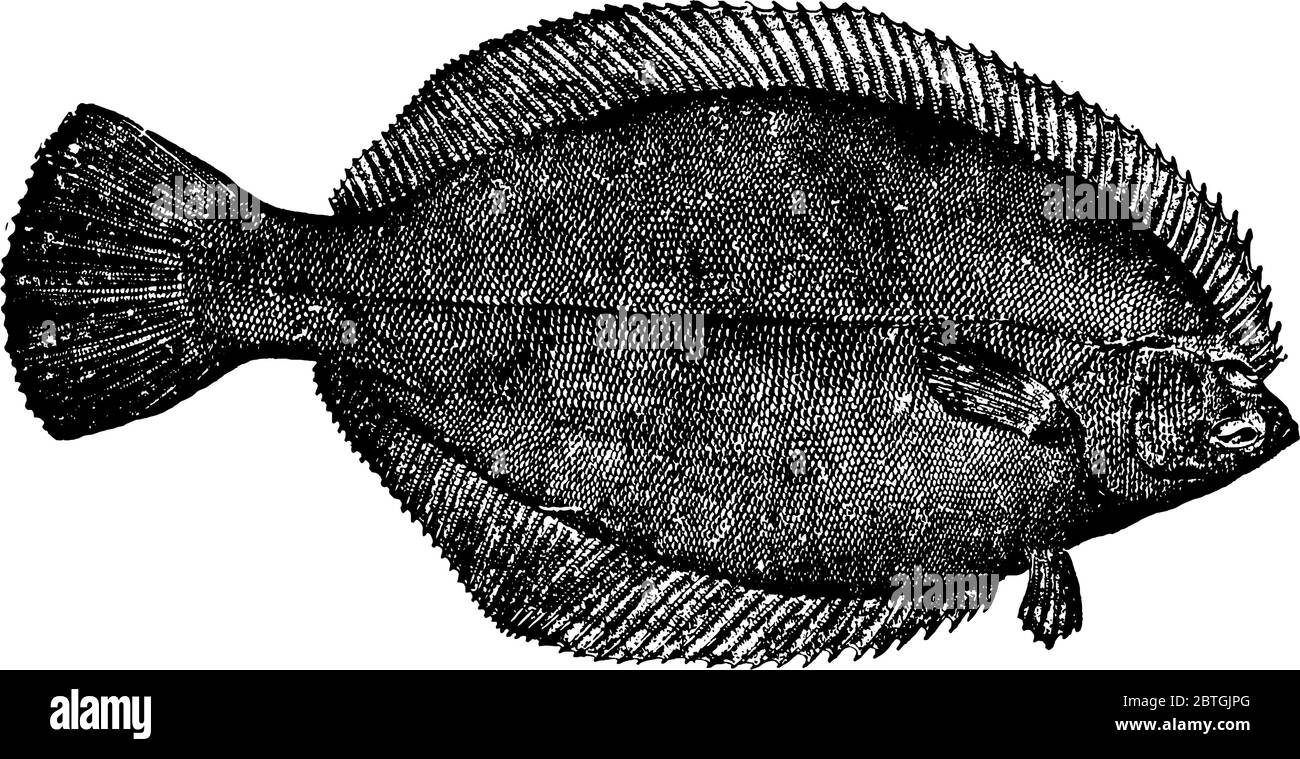 The Flounder is a flat, brownish fish in the family Paralichthyidae, it ...