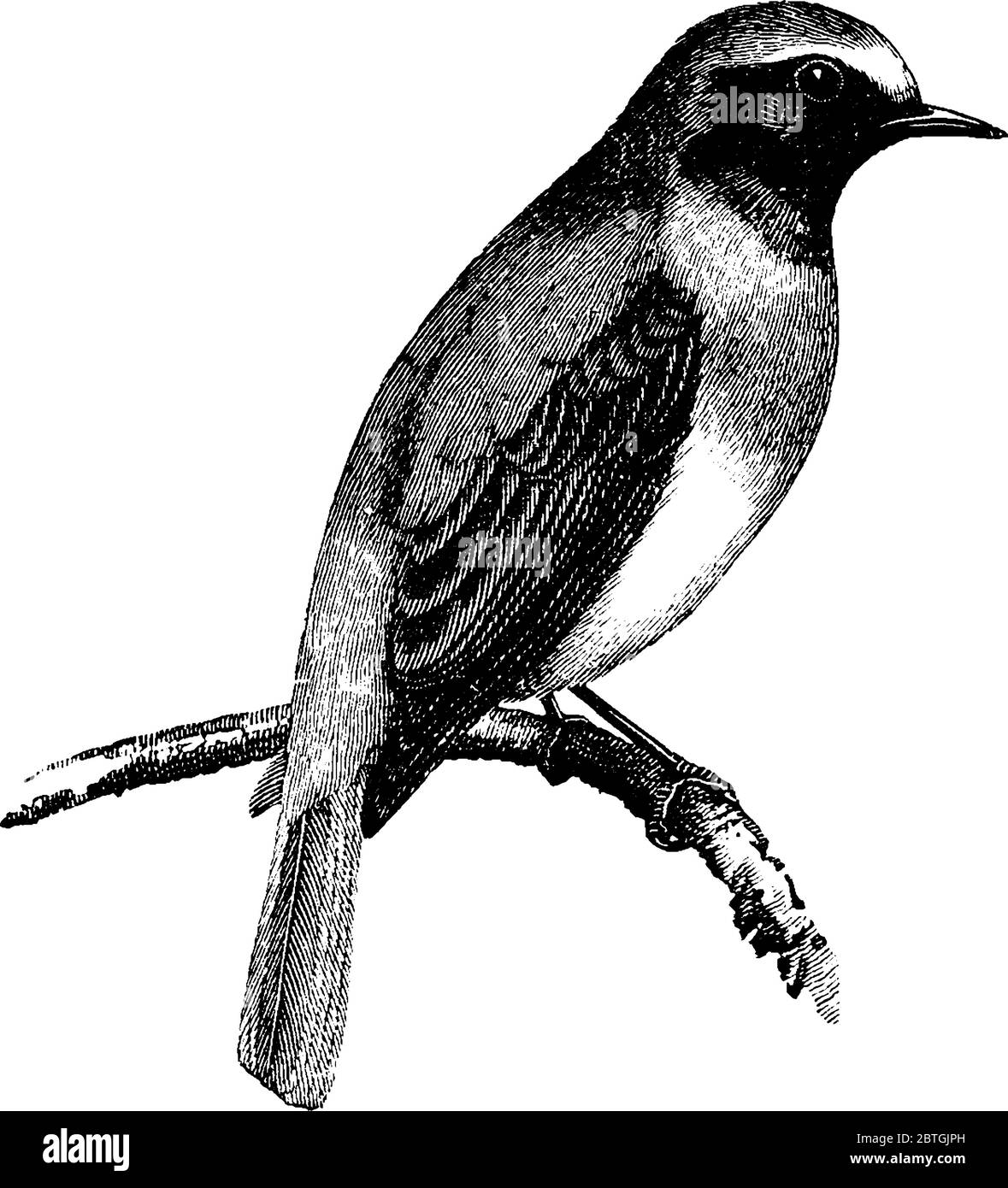 Robin bird drawing drawing Black and White Stock Photos & Images - Alamy