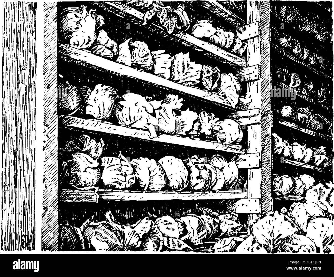 Indoor method of storing cabbage on shelf one below another, vintage ...