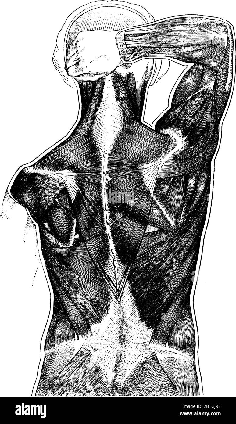 Trapezius muscles hi-res stock photography and images - Alamy