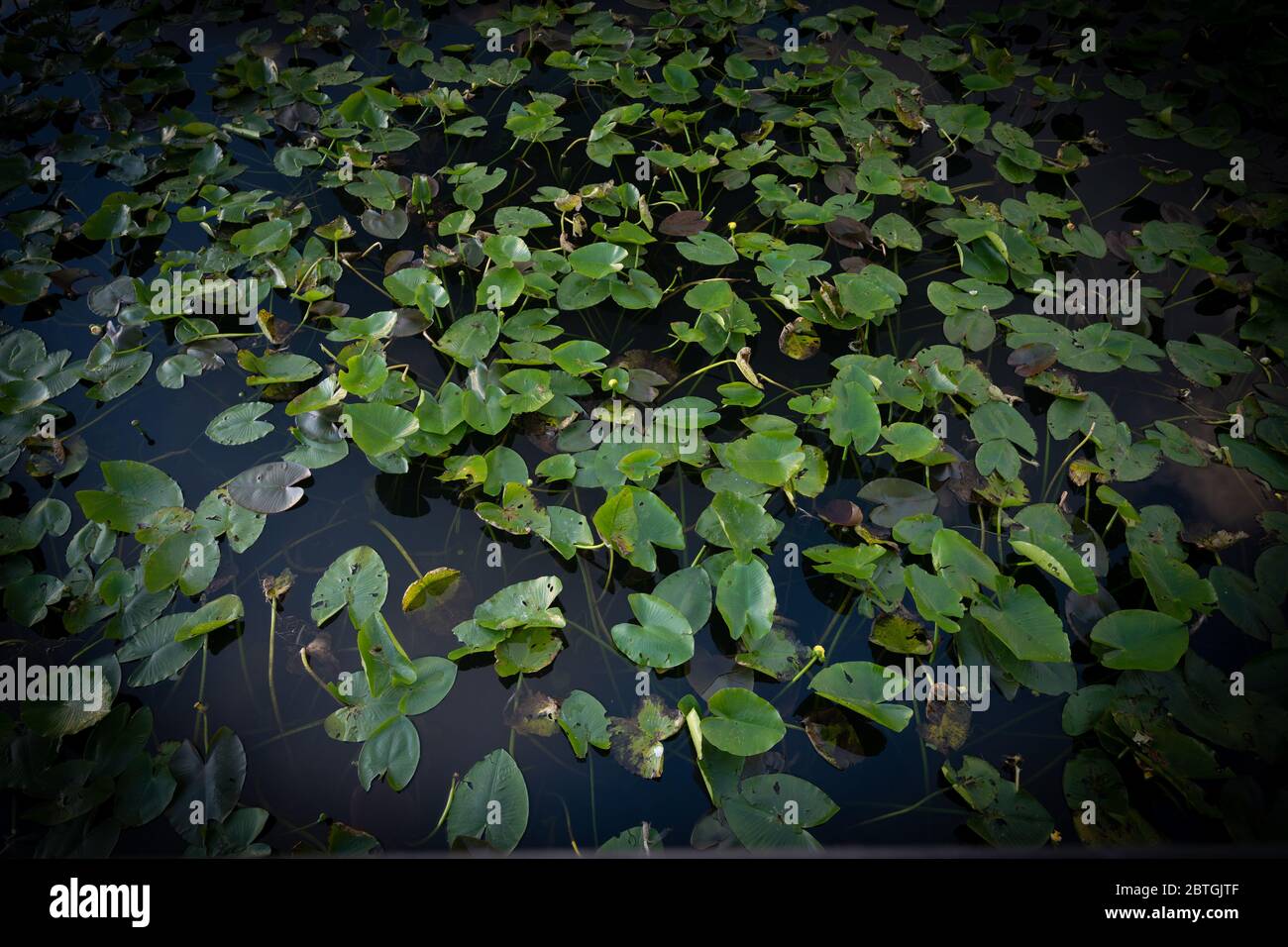 Pad covered hi-res stock photography and images - Alamy