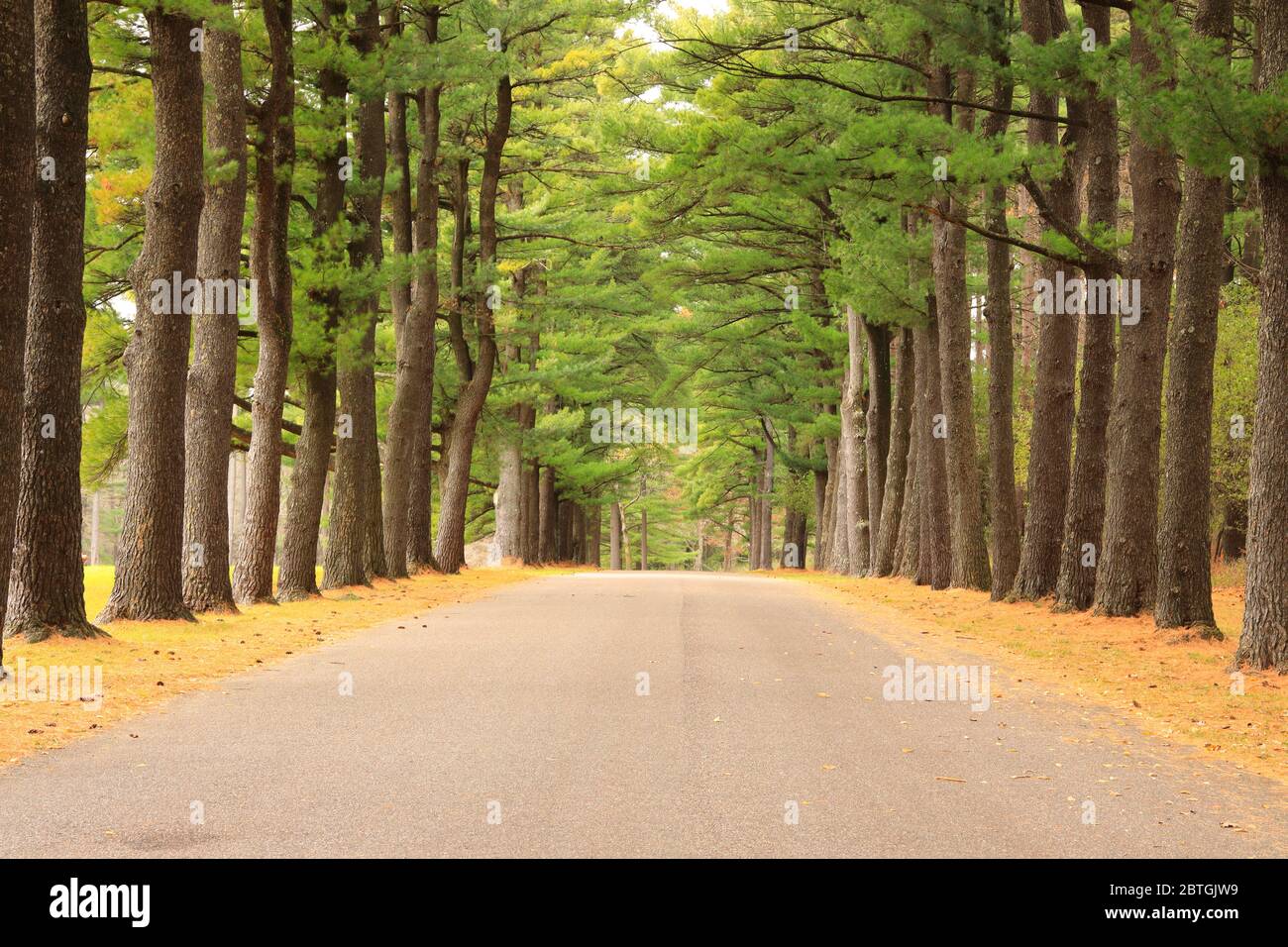 Tree Lined Drive Stock Photo - Alamy