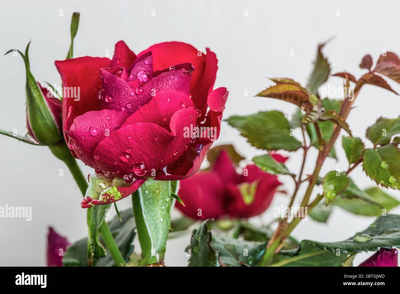 Beautiful red rose with water drops Stock Photo - Alamy