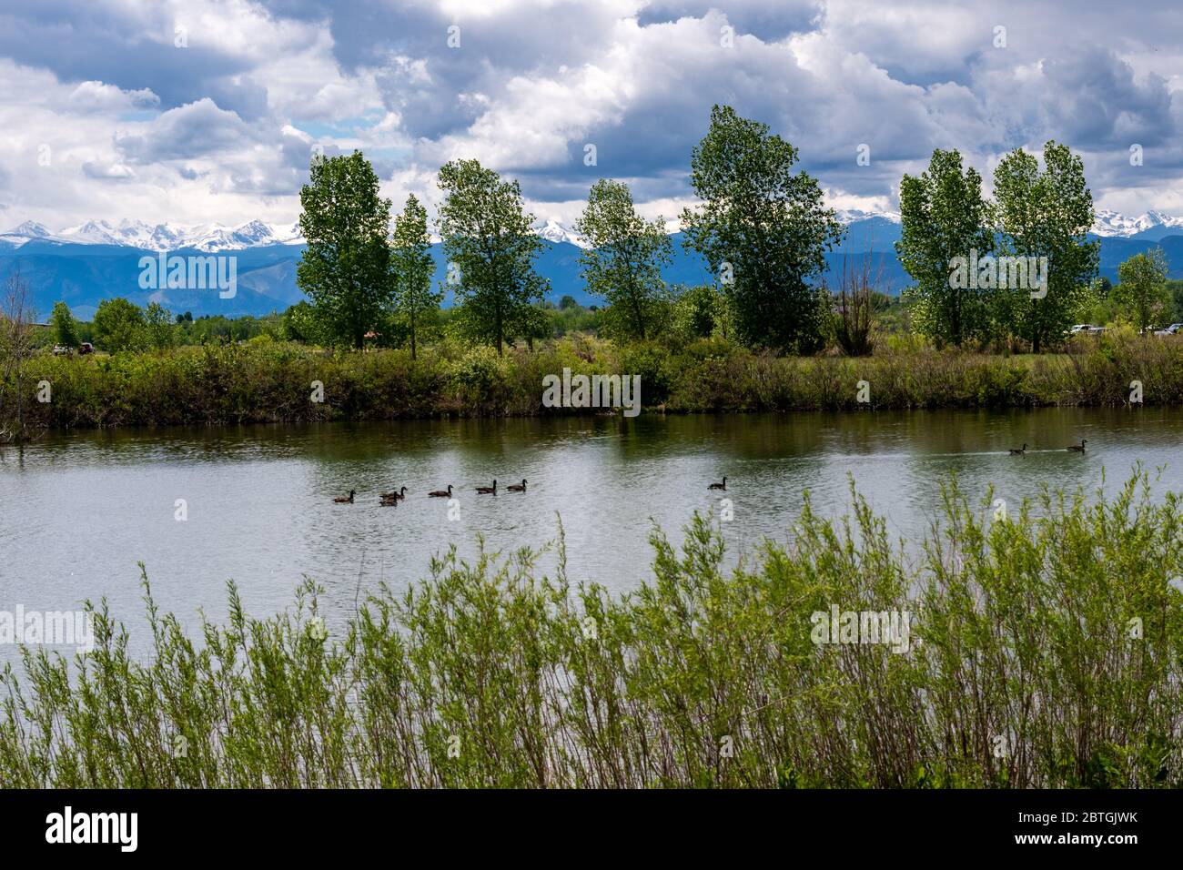 Canadian Geese Swimming in St. Vrain State Park Stock Photo - Alamy