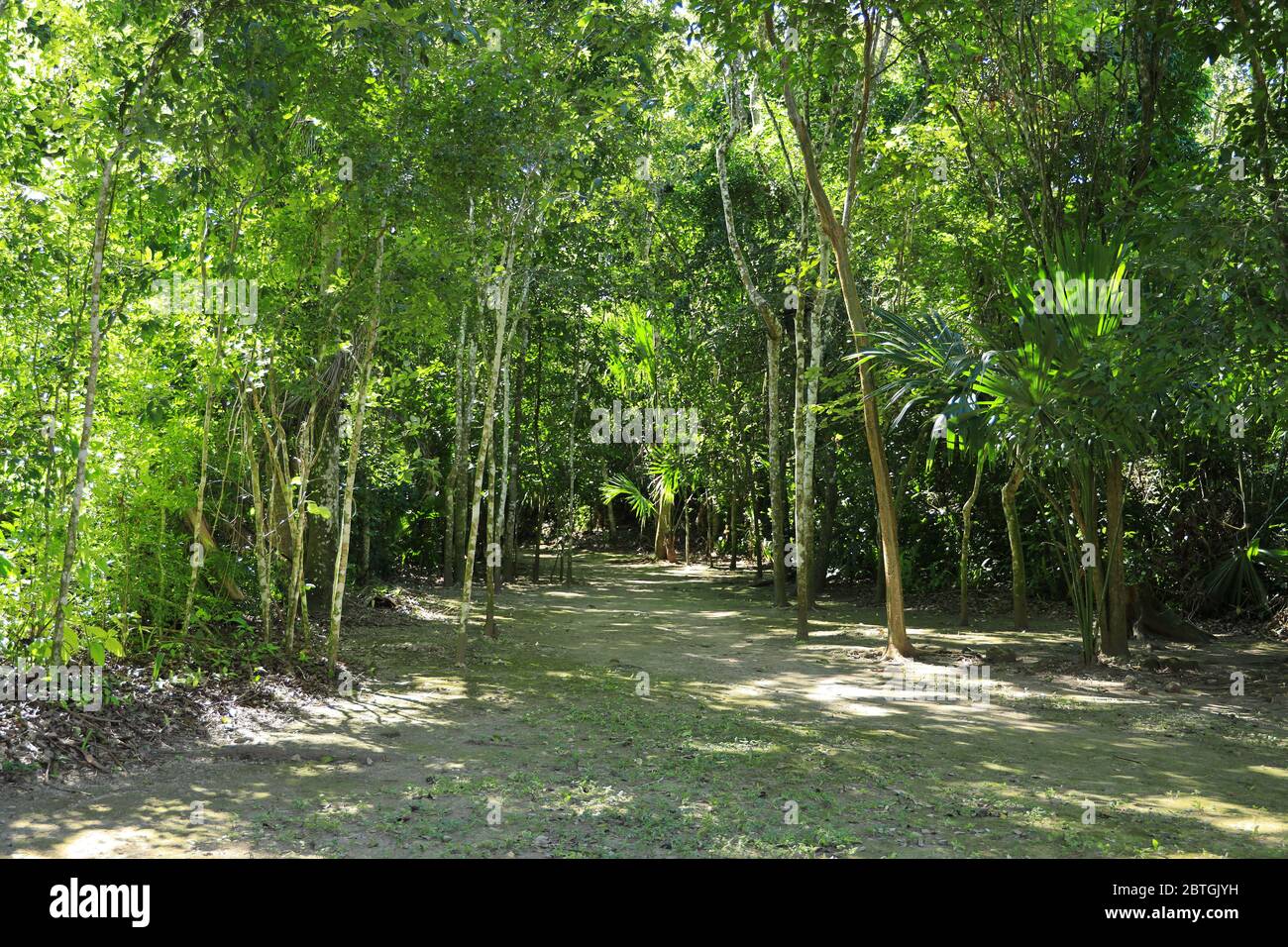 A Walk in the Jungle Stock Photo - Alamy