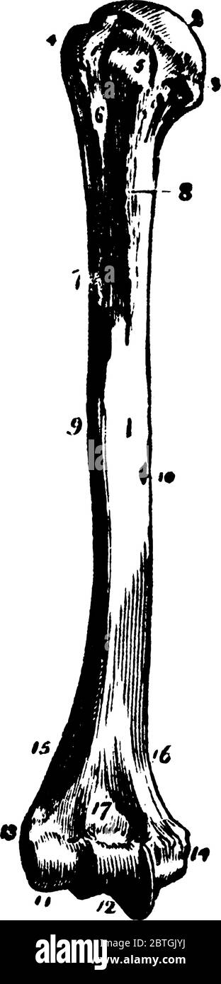 The Humerus is a long bone of the upper limb located between the elbow ...