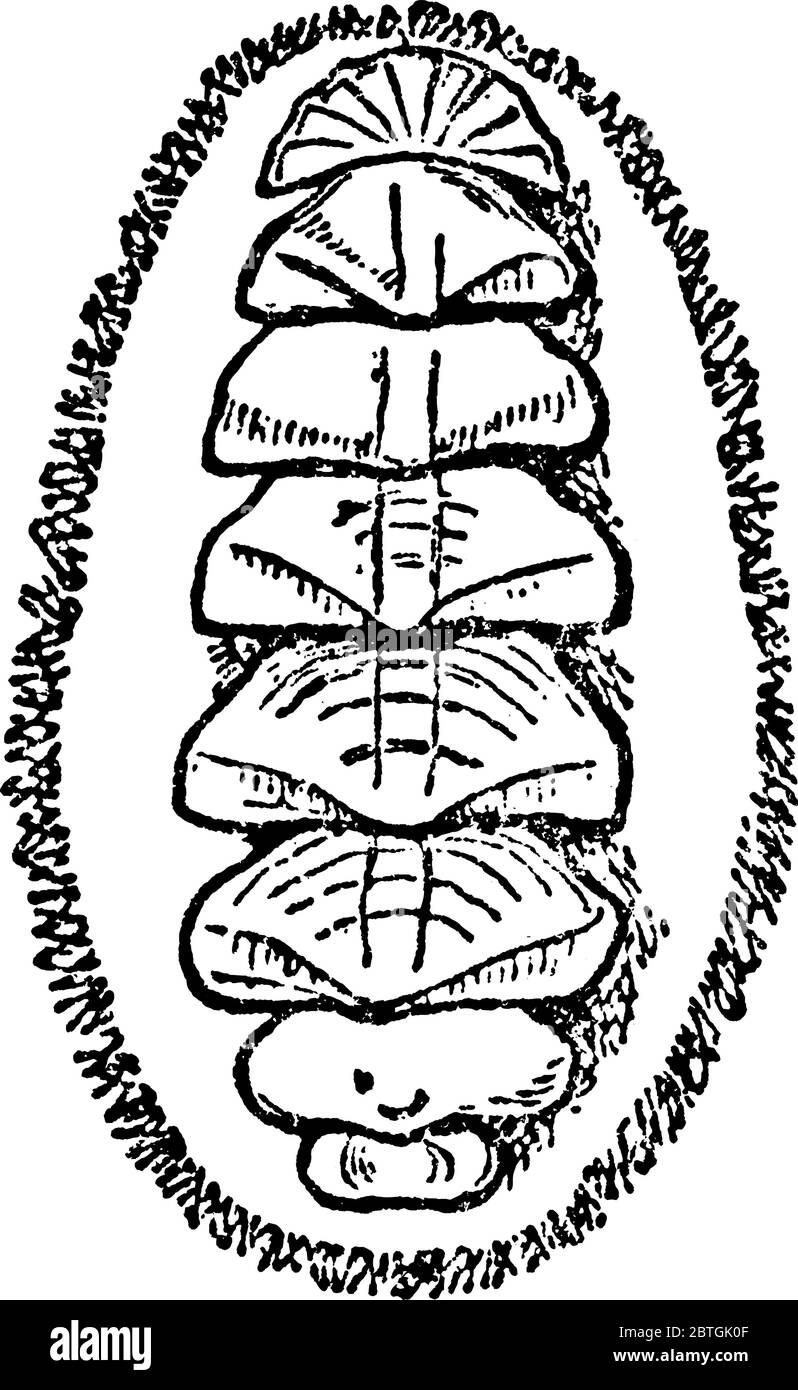A dorsal view of a chiton, showing the eight shell plates, that have a ...