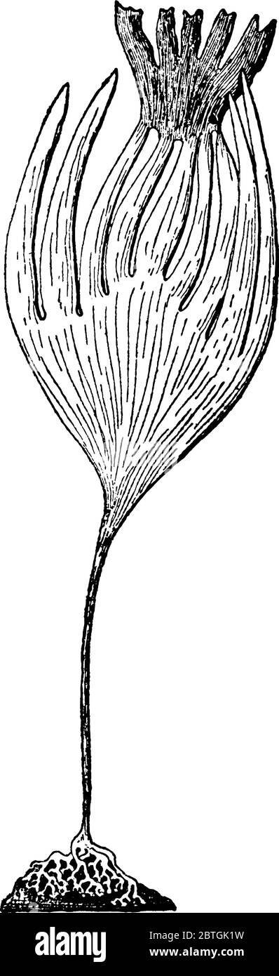 Kelp – laminaria digitata Stock Vector Images - Alamy