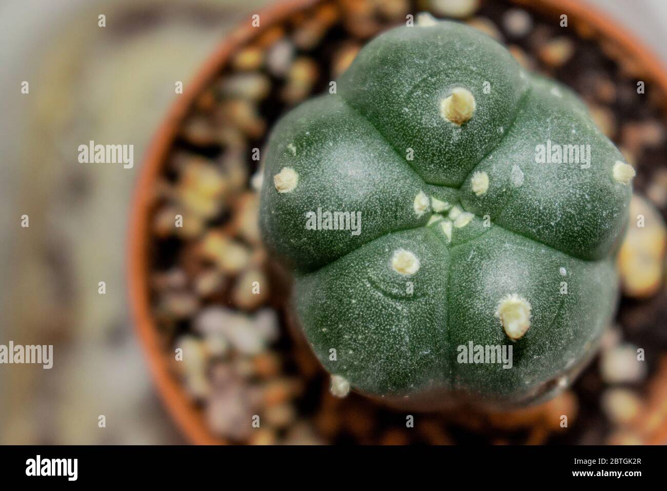 Peyote button hi-res stock photography and images - Alamy