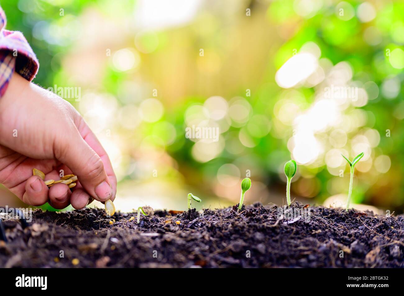 Home gardening when Lock down and Self-quarantine. Planting tree at ...