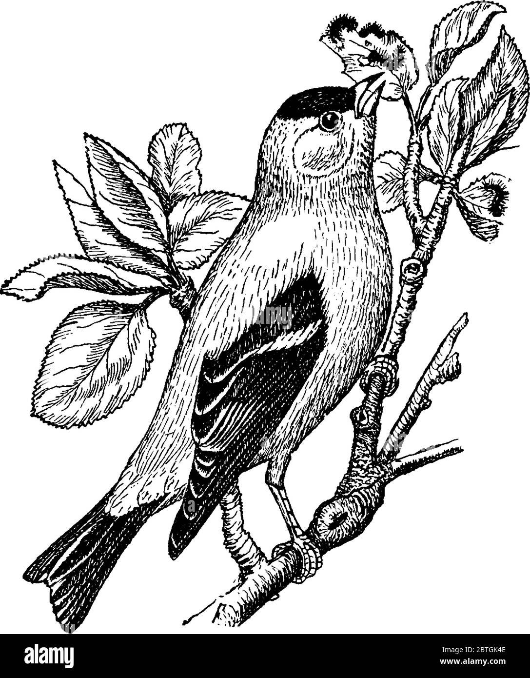 American Goldfinch Drawing