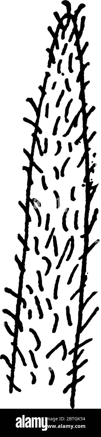 Slender clusters Cut Out Stock Images & Pictures - Alamy