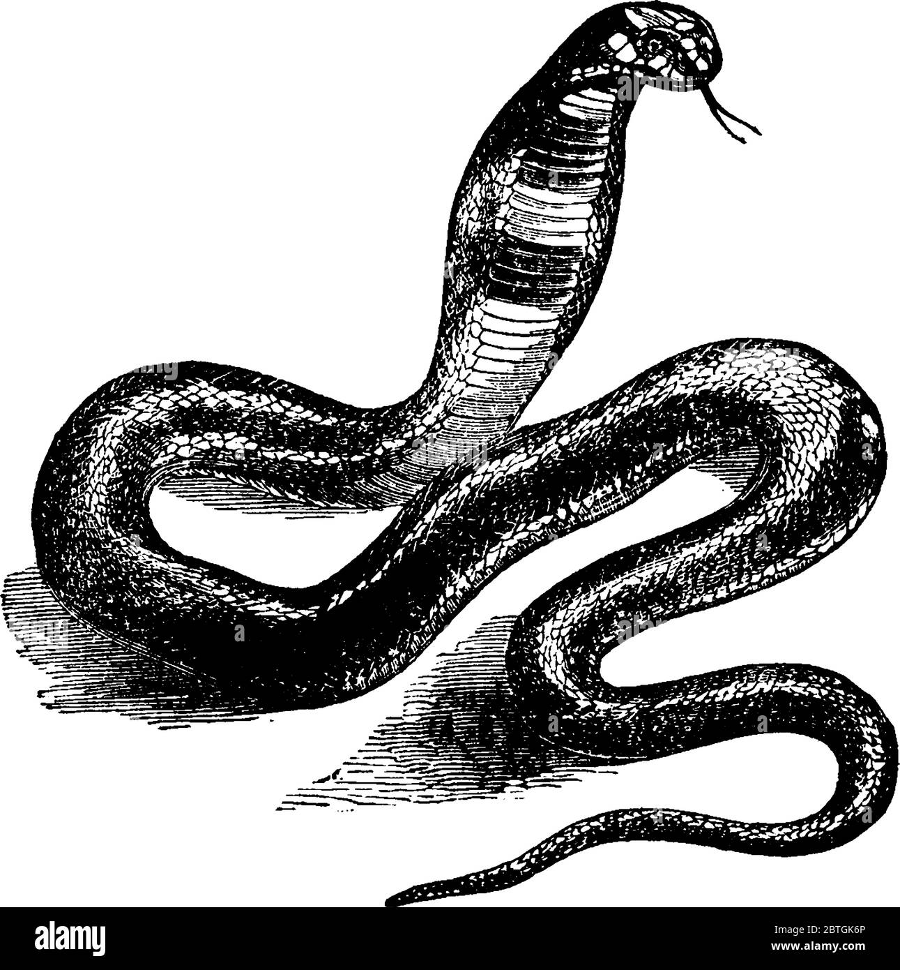 Ancient serpent Stock Vector Images - Alamy