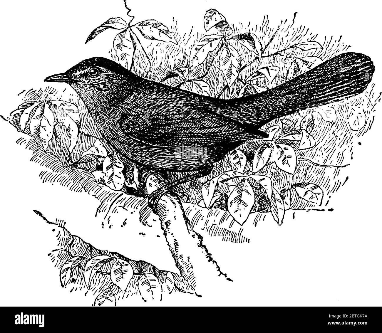 Catbirds are small birds who are fond of fruits, vintage line drawing ...