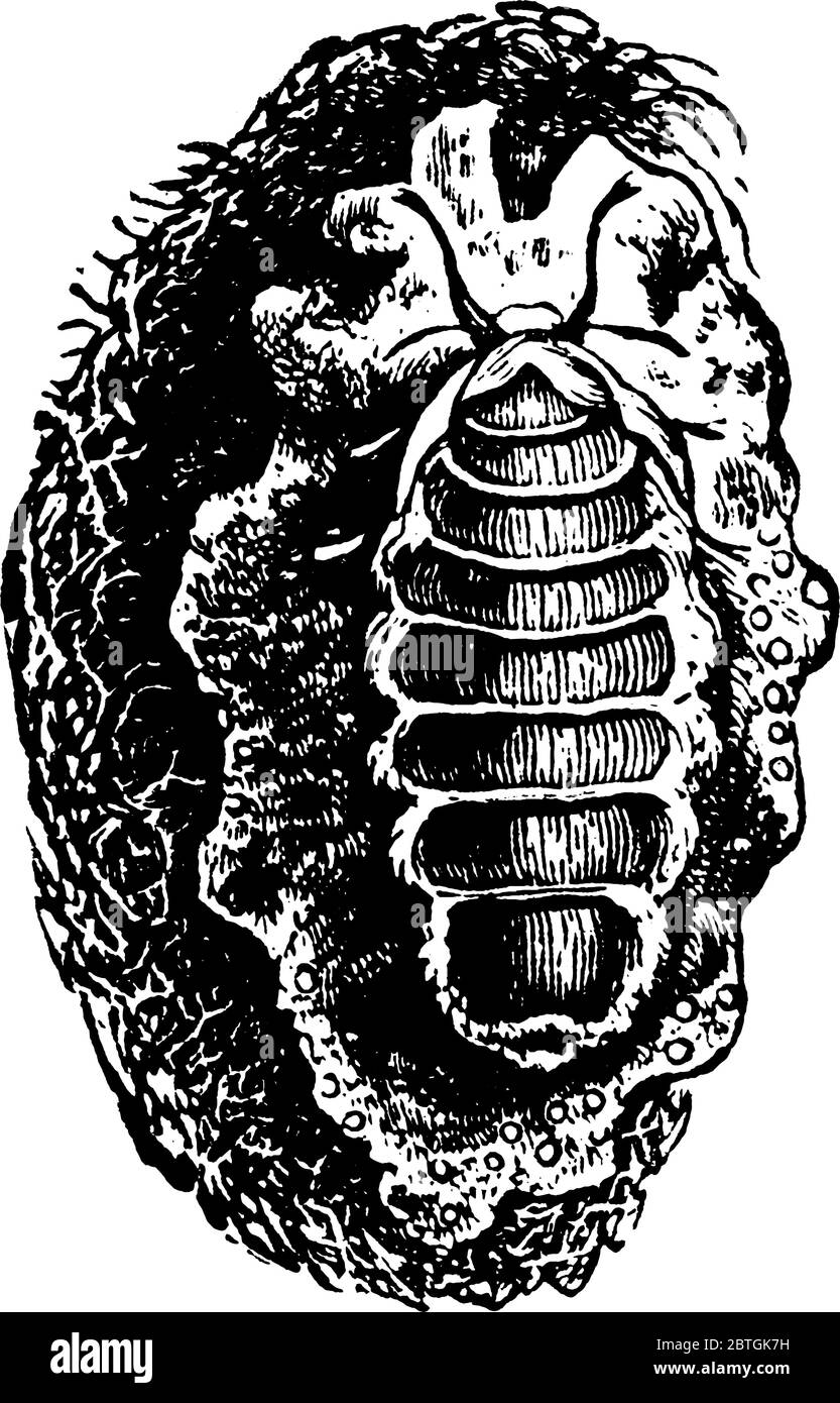 The picture depicts the vaporer moth, Notolophus leucostigma species, a ...