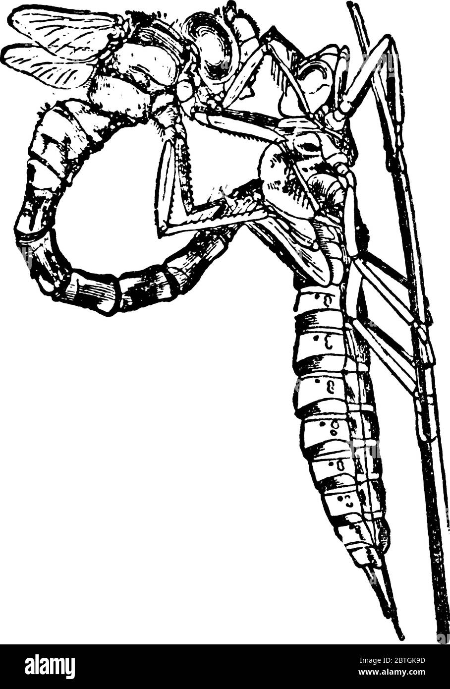 A typical representation of the anterior portion of the body of Aeschua ...