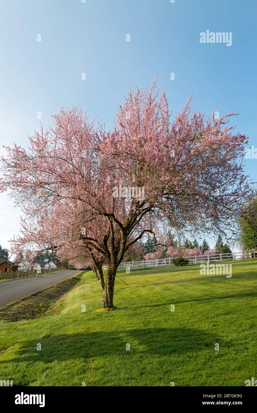 Cherry trees in a line by the road in a field of green grass Stock ...